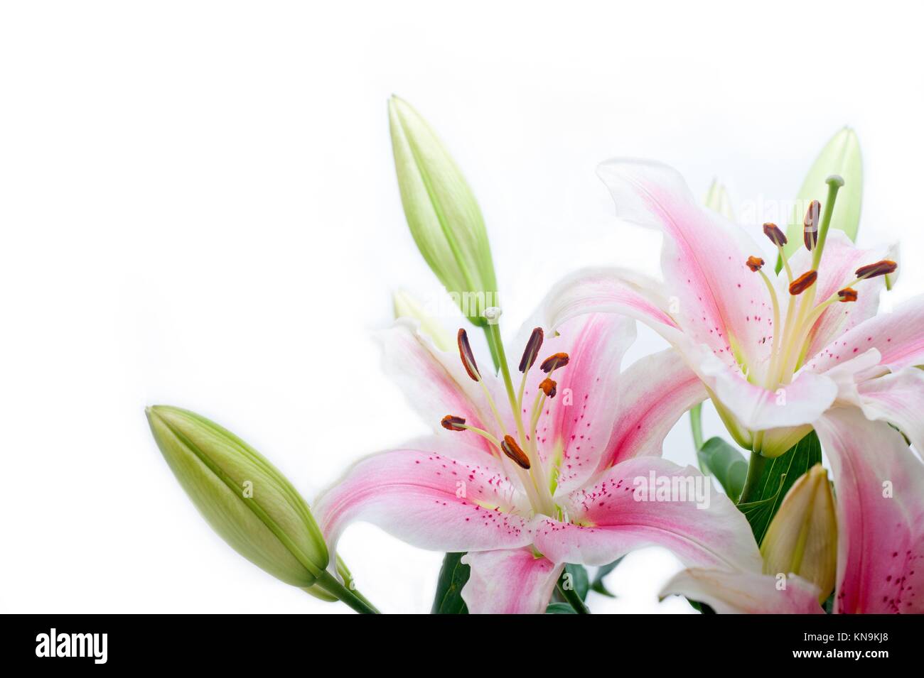 Flower corner border hi-res stock photography and images - Alamy