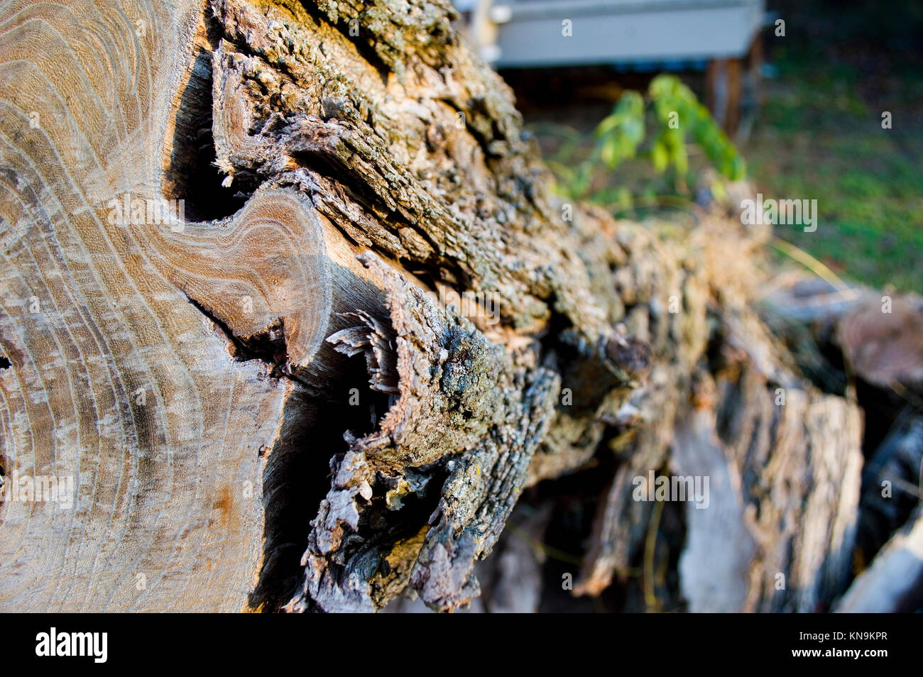 Bark on a cut down tree Stock Photo - Alamy