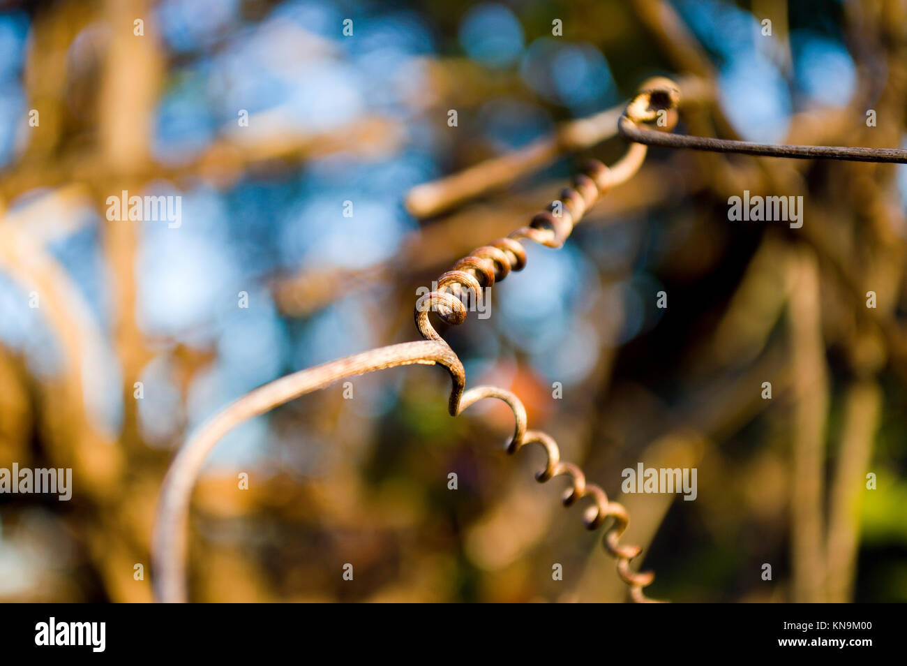 Brown Twisted Vine Closeup Stock Photo - Alamy