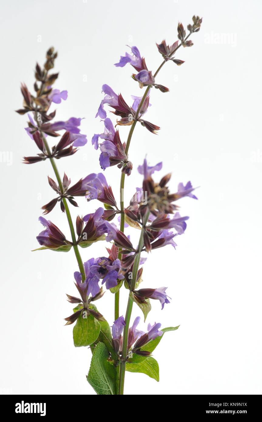 Sage grass hi-res stock photography and images - Alamy