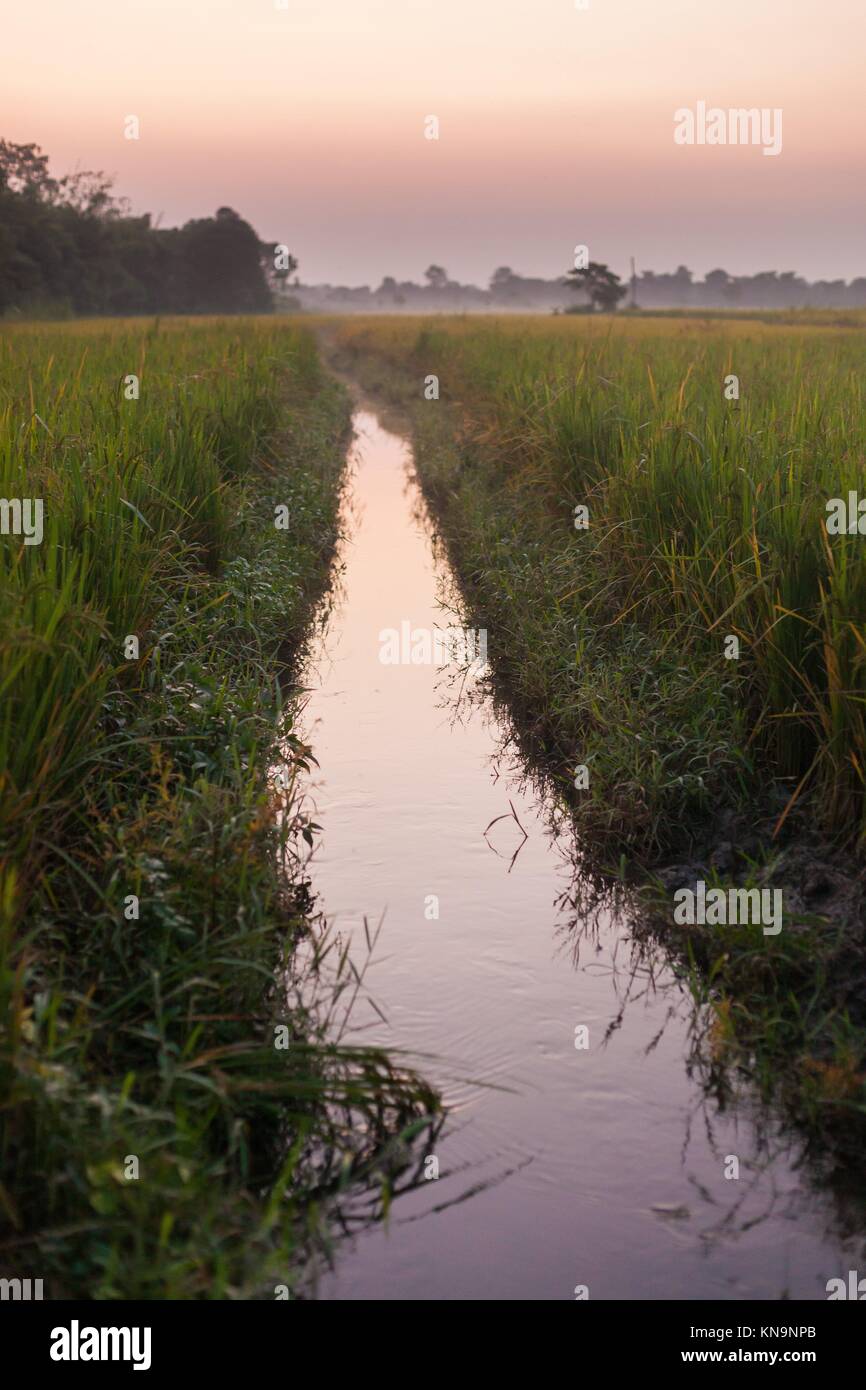 Stream running through rice fields in Chitwan, Nepal seen at dusk Stock ...