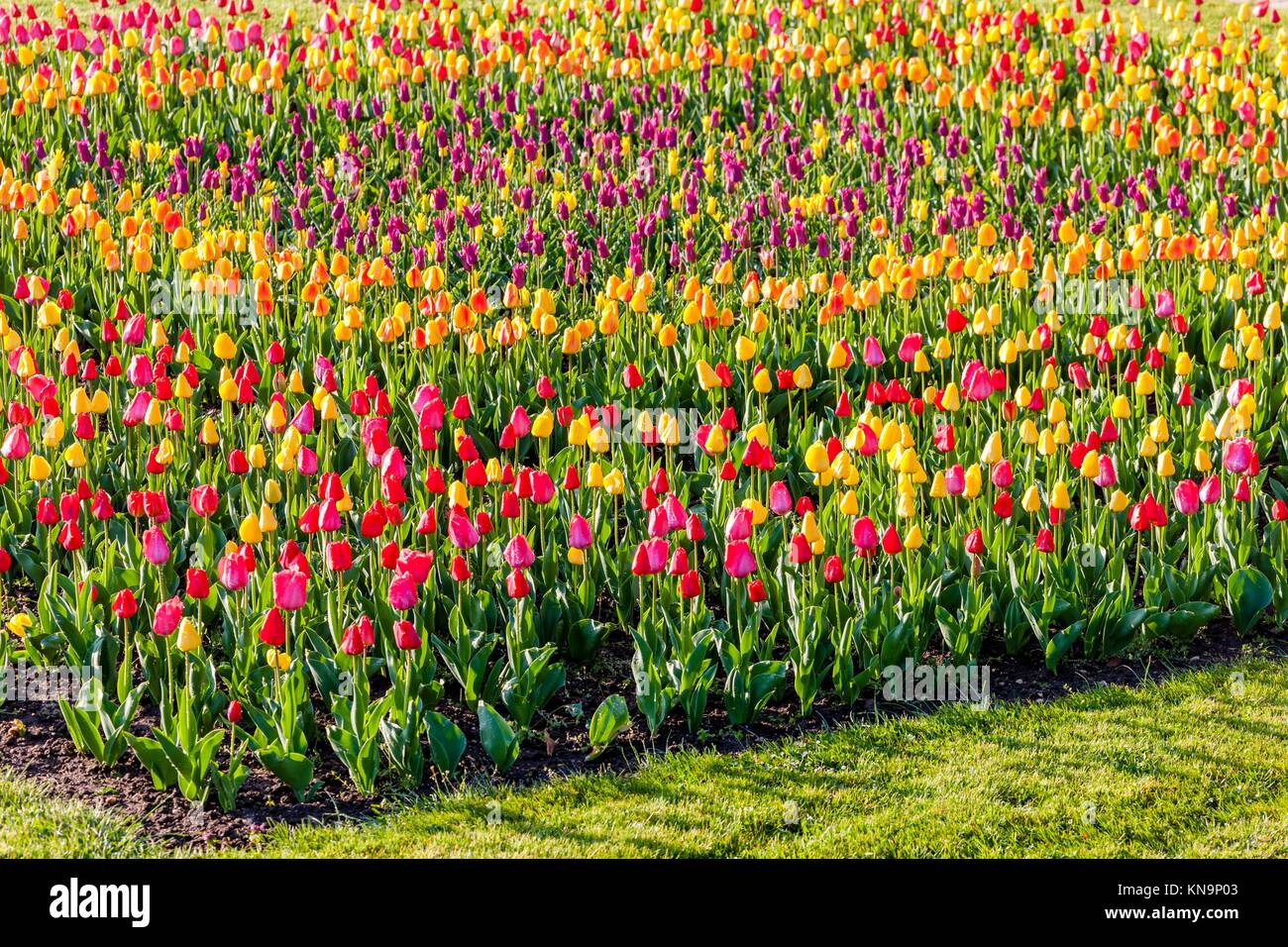 South Moravia Czech Flower Stock Photos & South Moravia Czech Flower ...