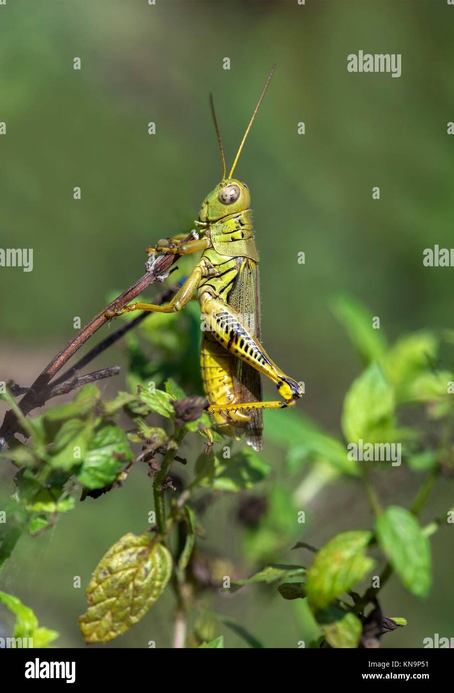 Fried Grasshopper Stock Photos & Fried Grasshopper Stock Images - Alamy