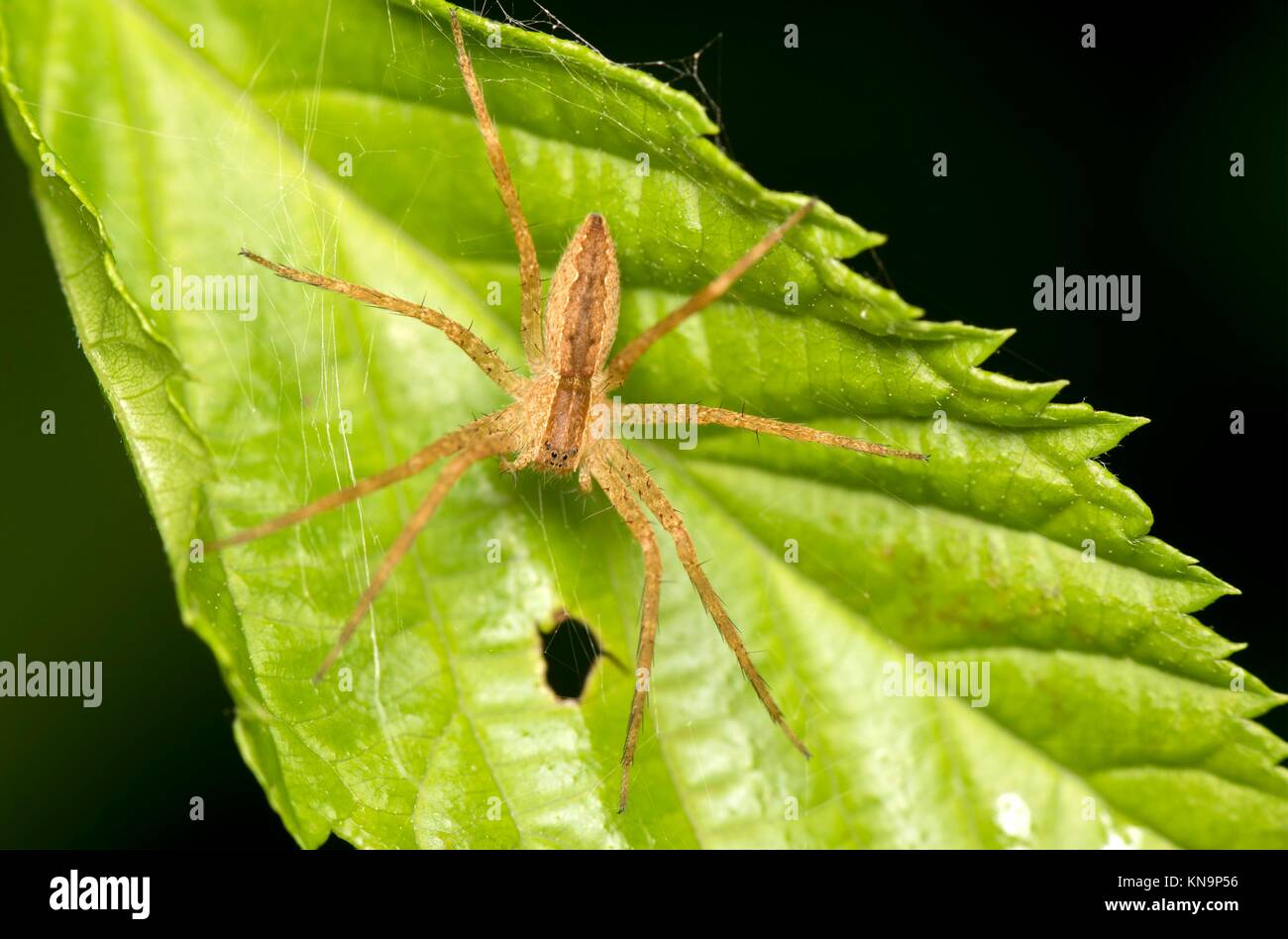 Close up photo of a jumping spider on a leaf Stock Photo - Alamy
