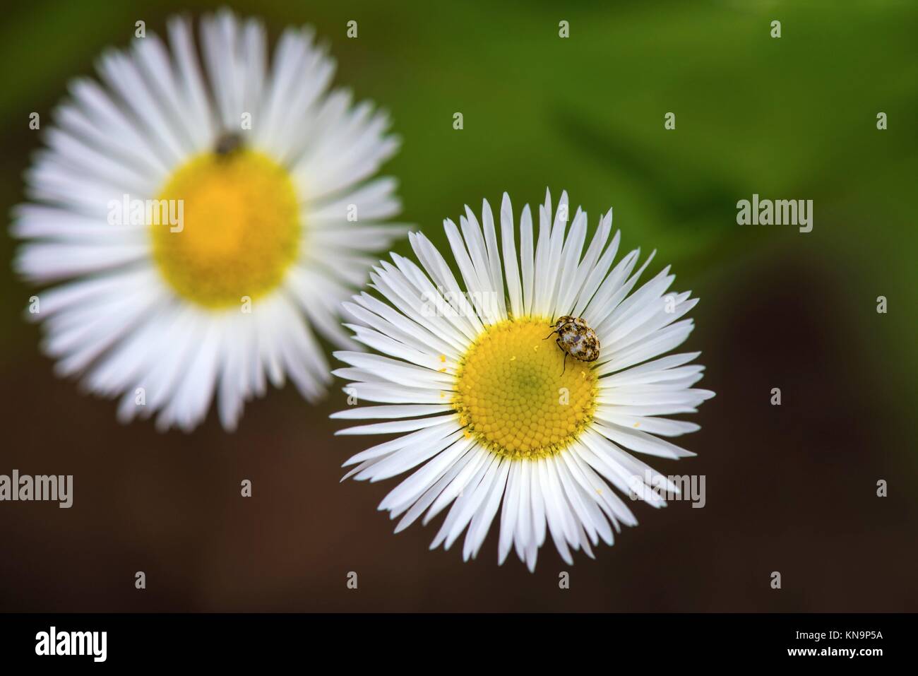 Daisy Flower Beetle High Resolution Stock Photography and Images - Alamy