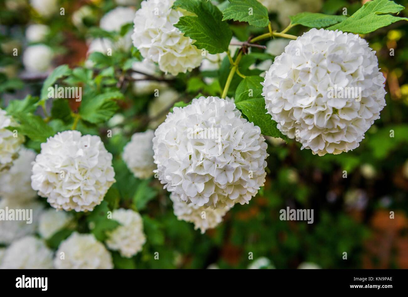 Viburnum Opulus High Resolution Stock Photography and Images - Alamy