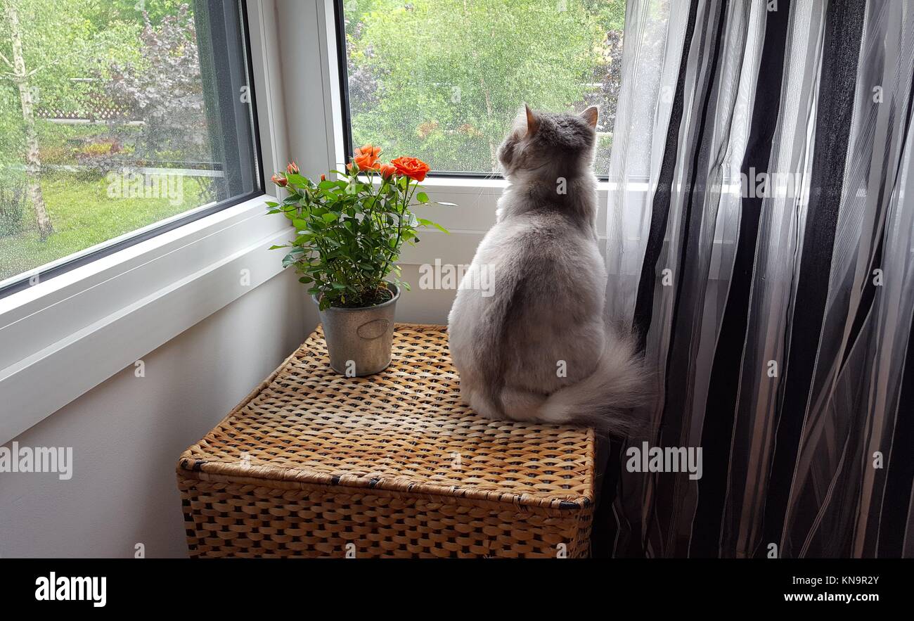 Back cat looking out the window Stock Photo - Alamy