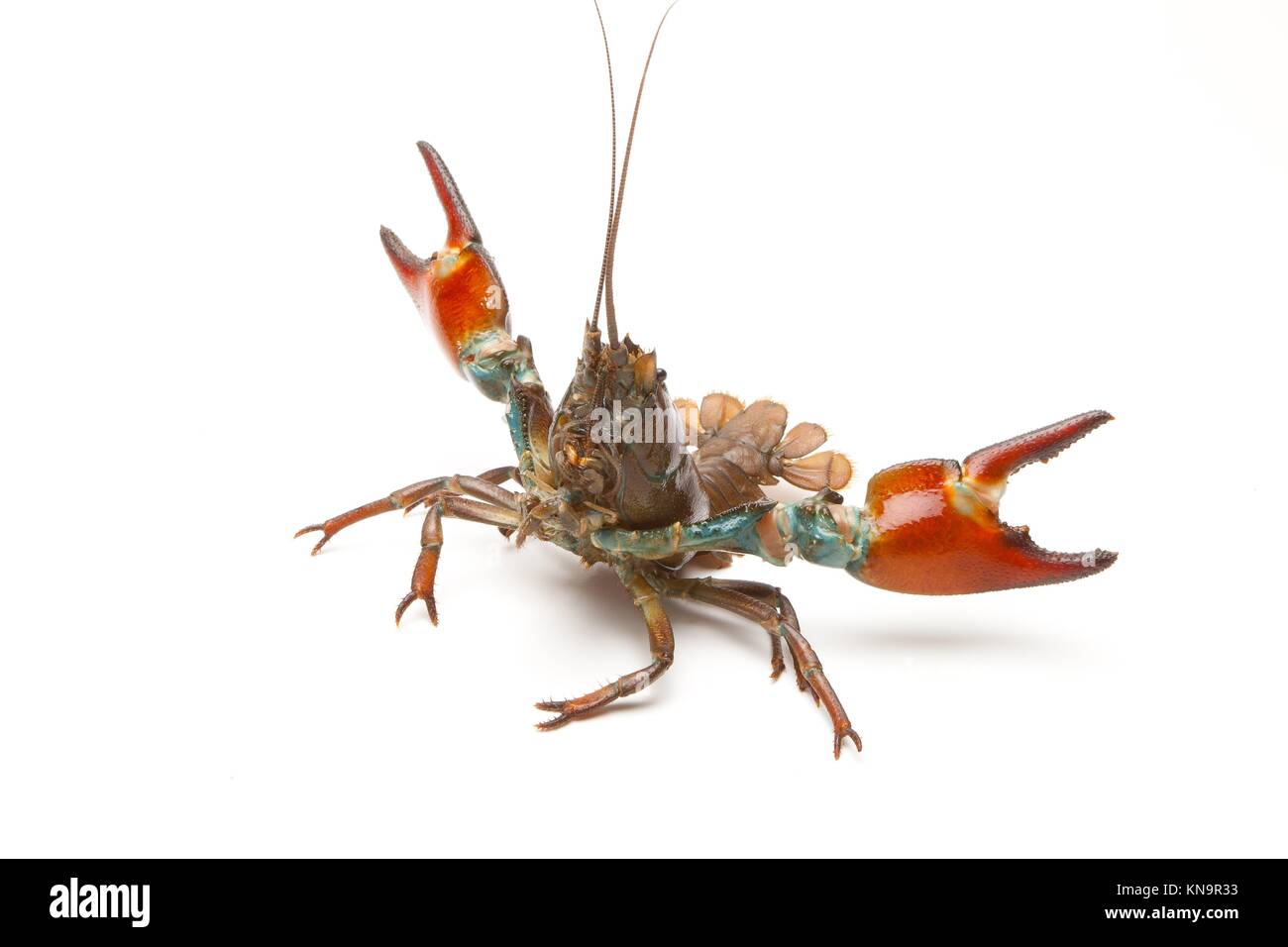 Clamp Shell High Resolution Stock Photography and Images - Alamy