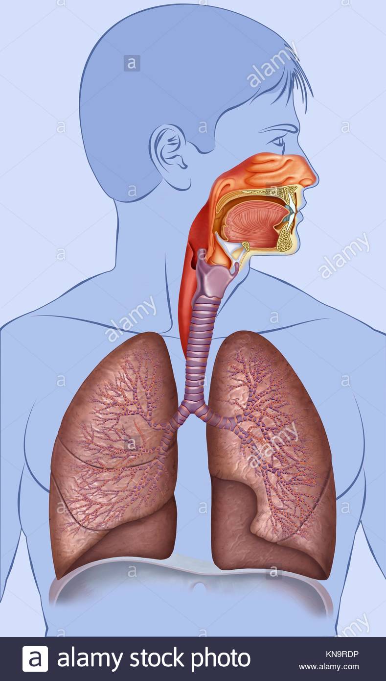 Human Respiratory System Stock Photos & Human Respiratory System Stock ...