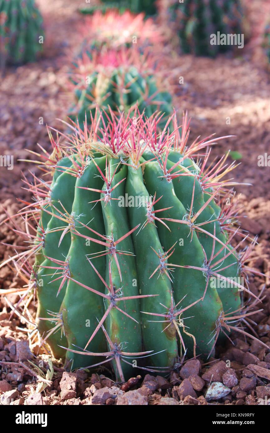Fishhook barrel cactus hi-res stock photography and images - Alamy