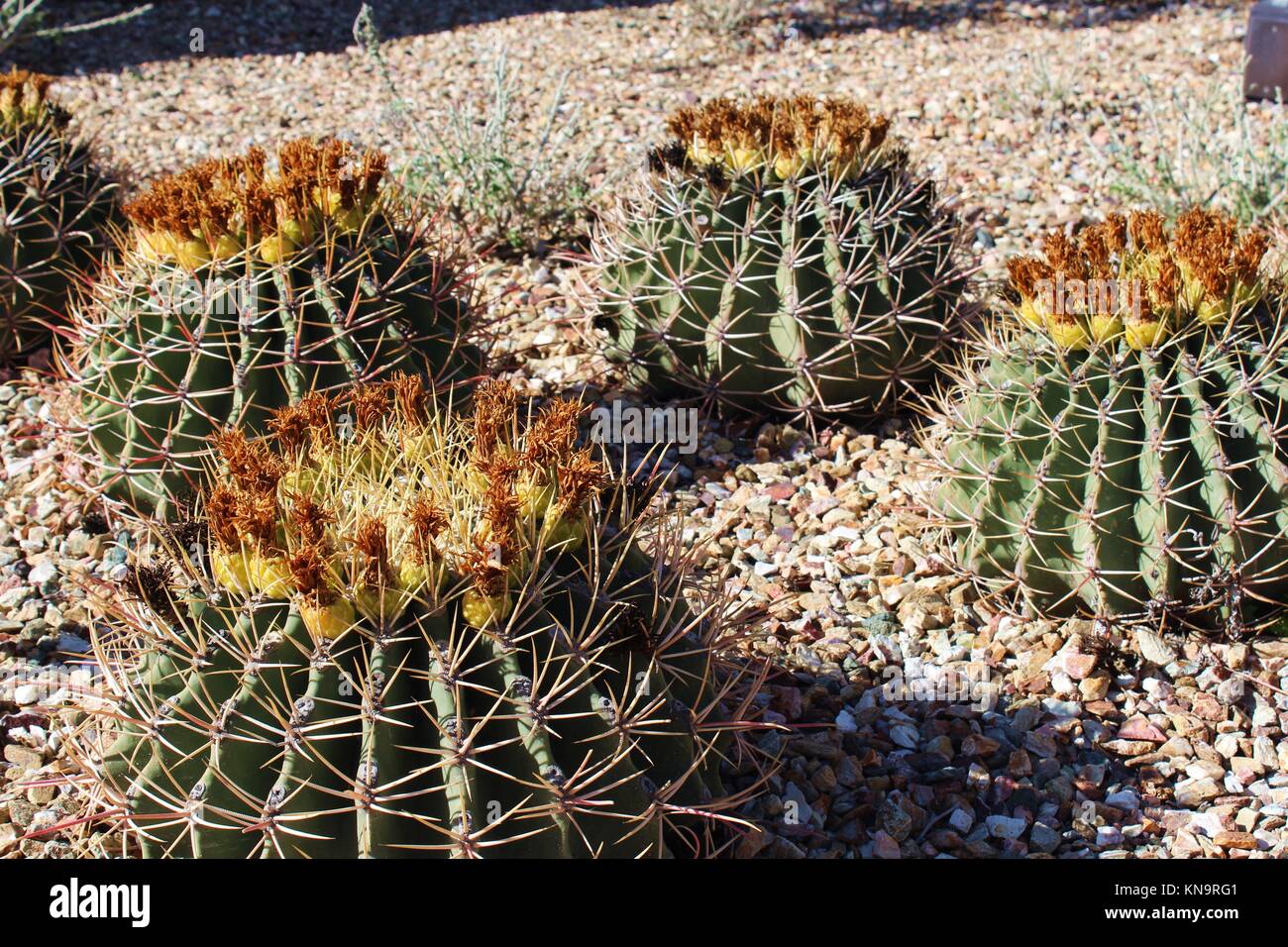 Ferocactus Emoryi High Resolution Stock Photography and Images - Alamy