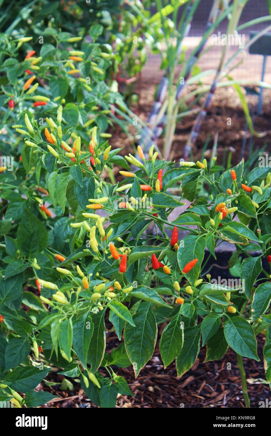 Tabasco Pepper Plant High Resolution Stock Photography and Images - Alamy
