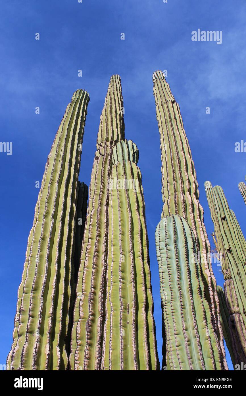 Close up of the upper branches of a Cardon Cactus, with a blue sky as ...