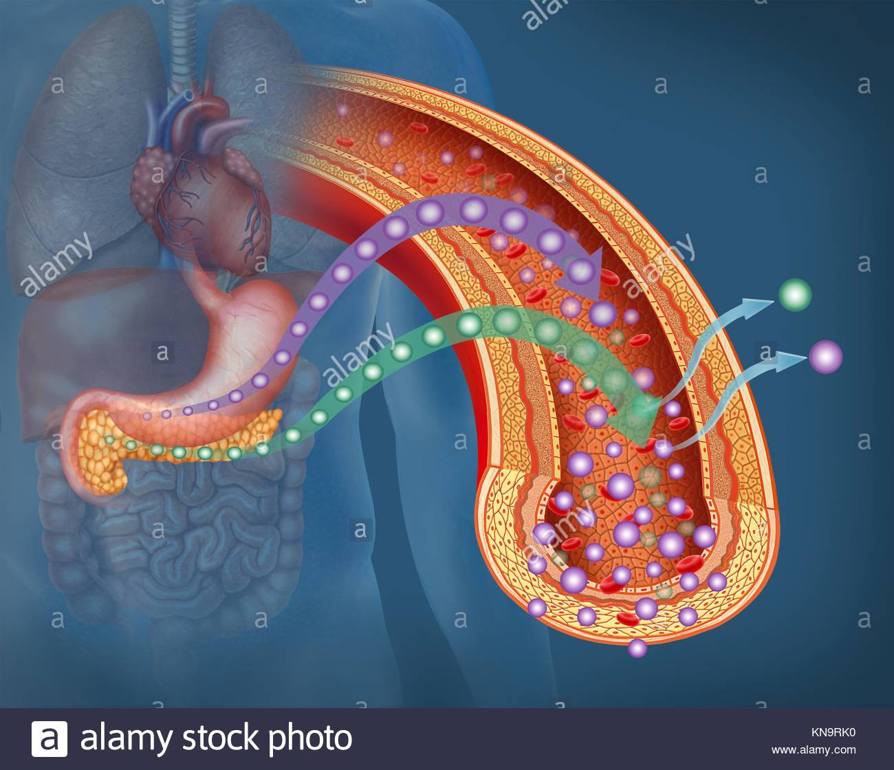 Human Insulin Stock Photos & Human Insulin Stock Images - Alamy