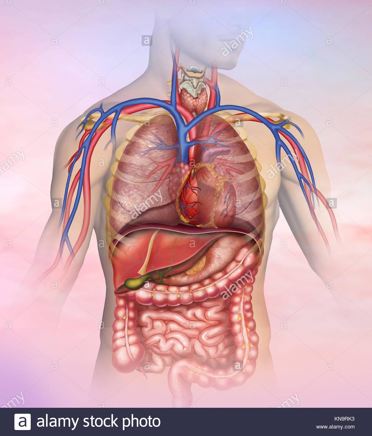 Human Respiratory System Stock Photos & Human Respiratory System Stock ...