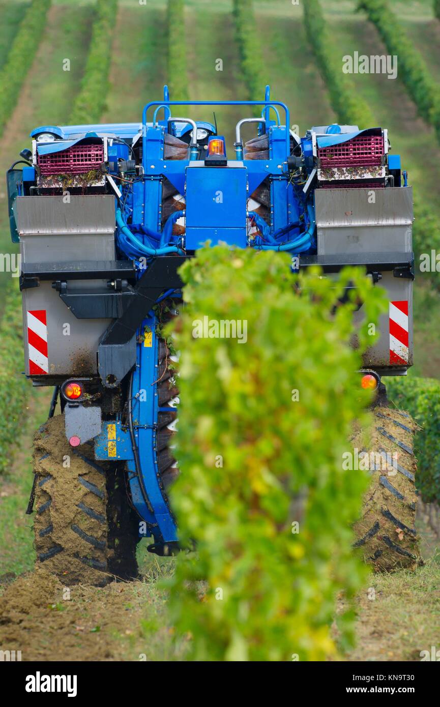 Mechanical harvesting of grapes in the vineyard, France Stock Photo - Alamy