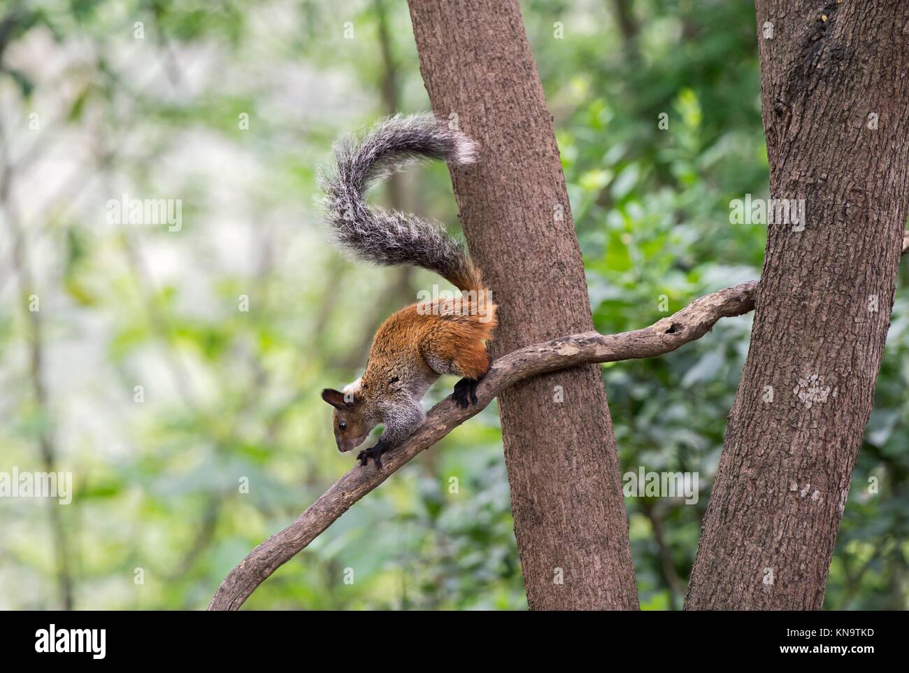 Guayaquil ecuador squirrel hi-res stock photography and images - Alamy