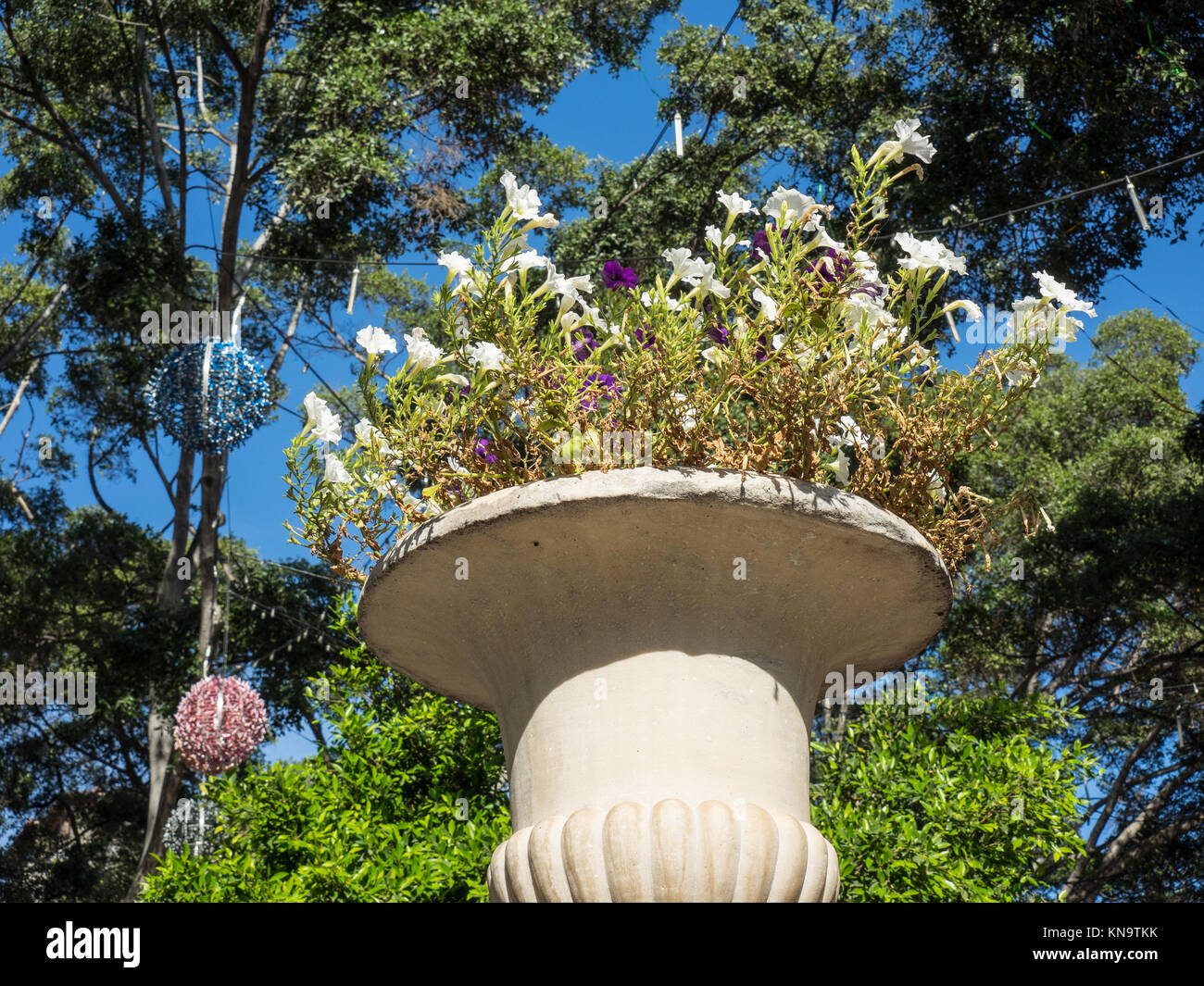 canarian Island tenerife Stock Photo - Alamy