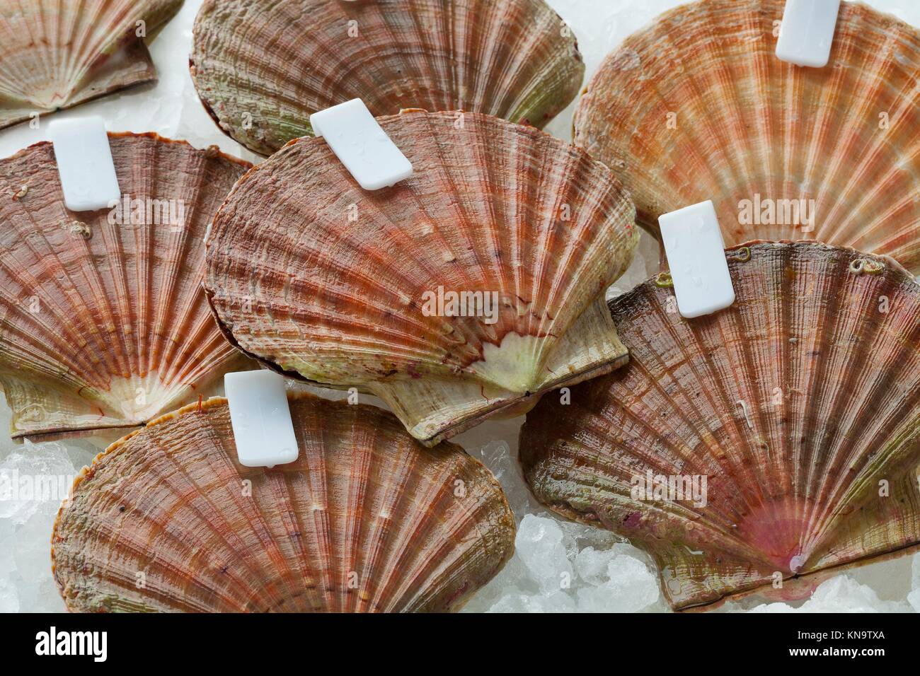 James the great shell hi-res stock photography and images - Alamy