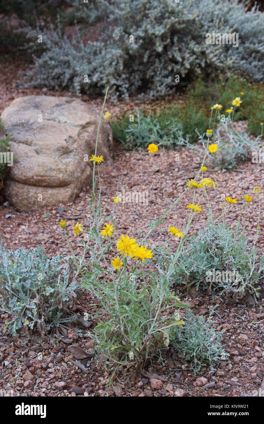 Desert marigold hi-res stock photography and images - Alamy