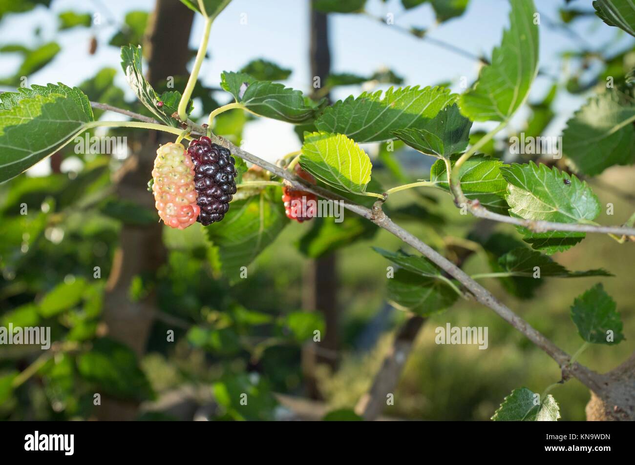 Black mulberry tree fruit morus hi-res stock photography and images - Alamy