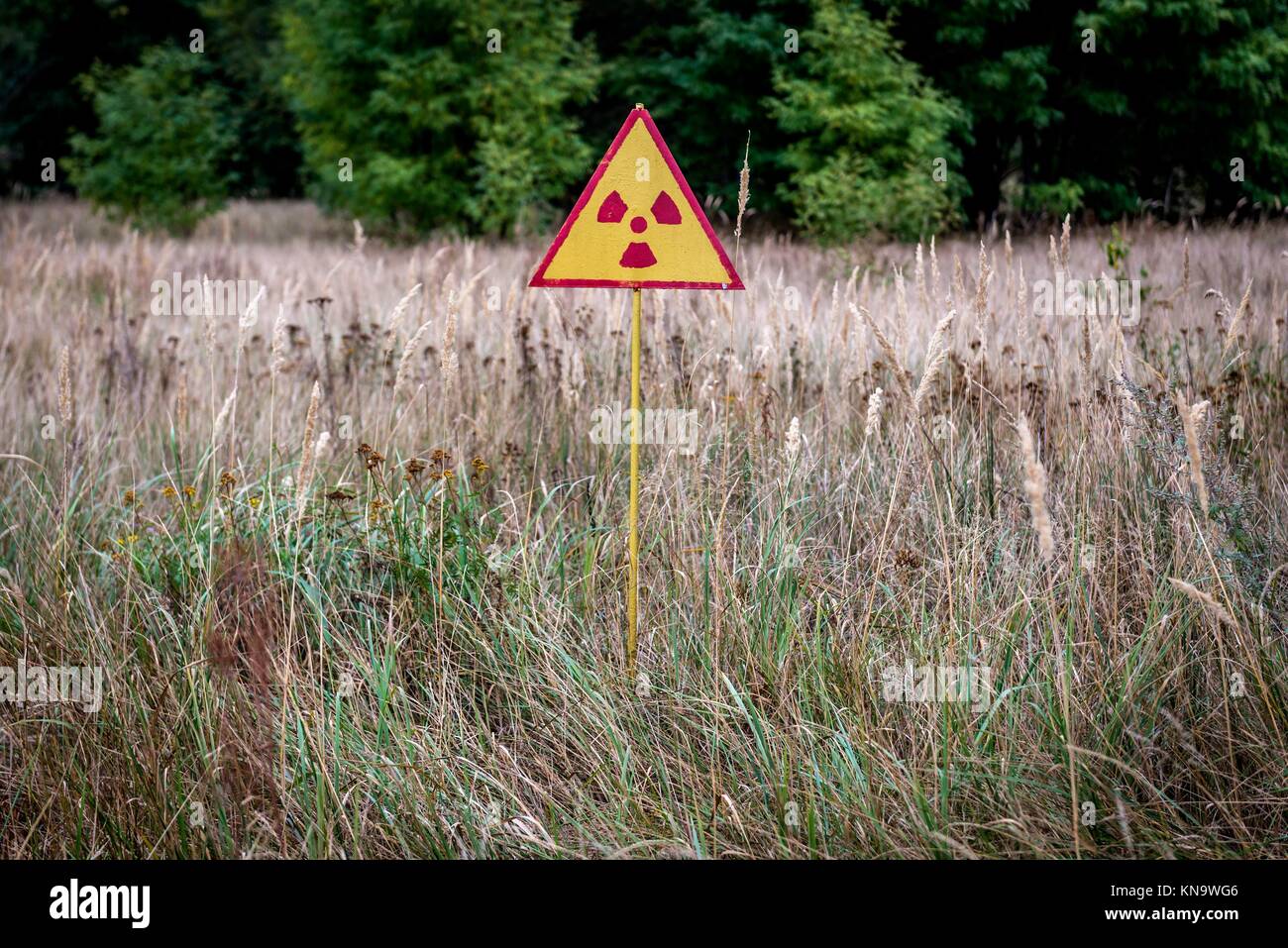 Red forest chernobyl High Resolution Stock Photography and Images - Alamy