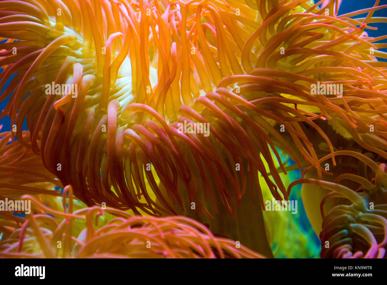 Rose bubble flower Stock Photo - Alamy