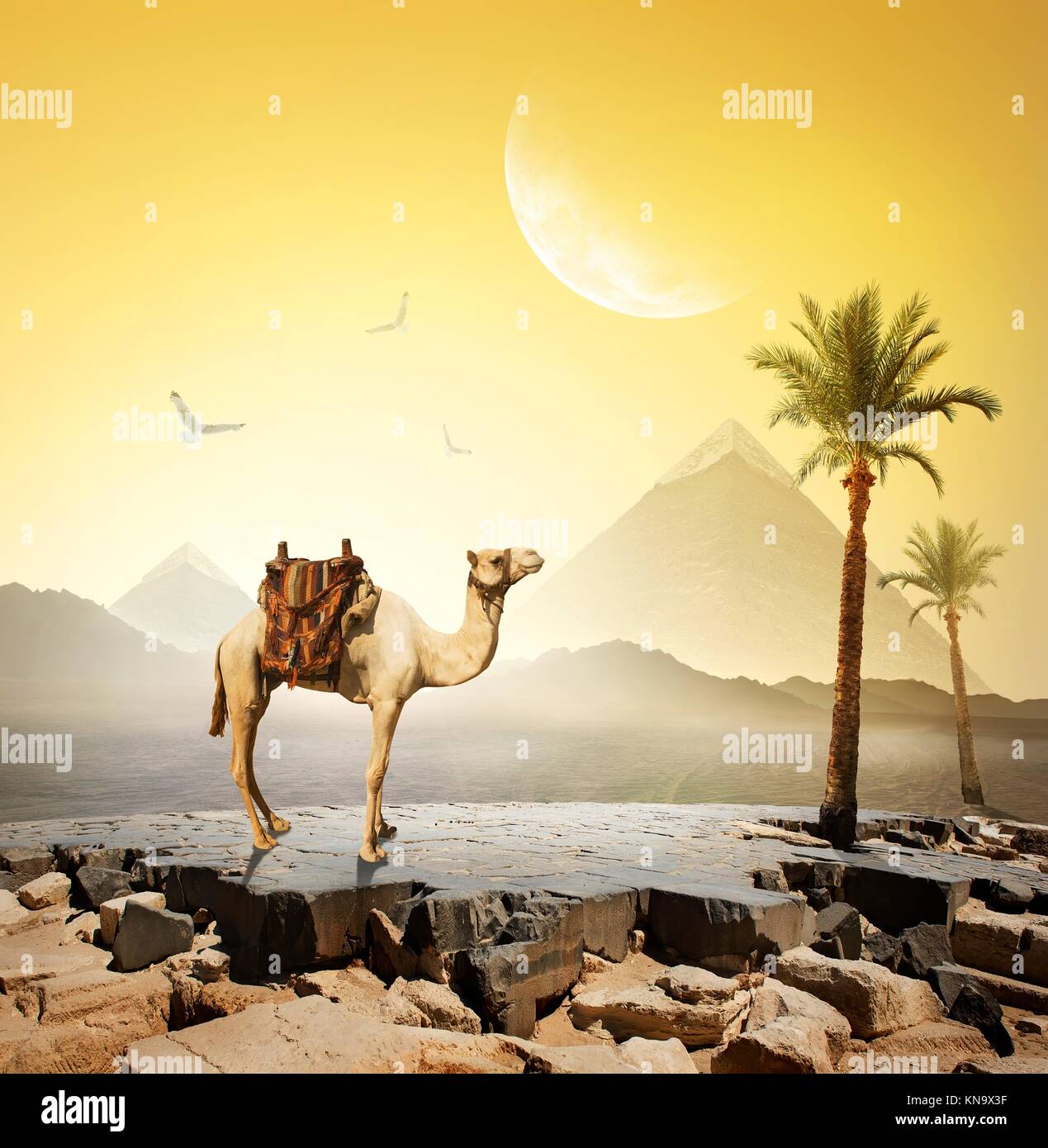 Camel and birds under moon near pyramids. Elements of this image ...