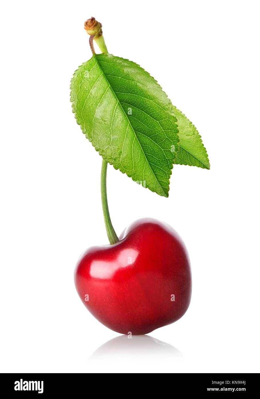 Single cherry white background hi-res stock photography and images - Alamy