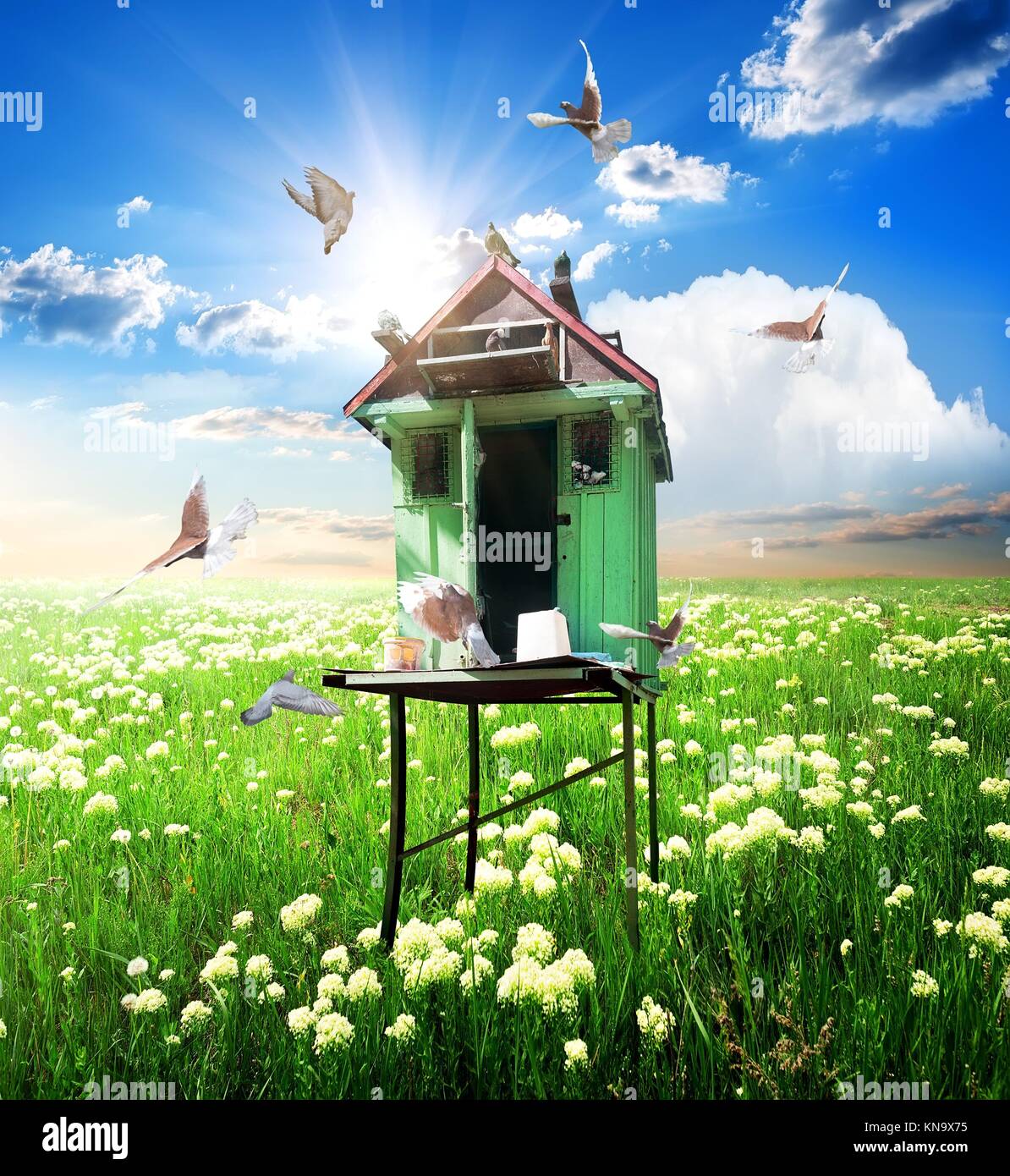 Doves at dovecote hi-res stock photography and images - Alamy