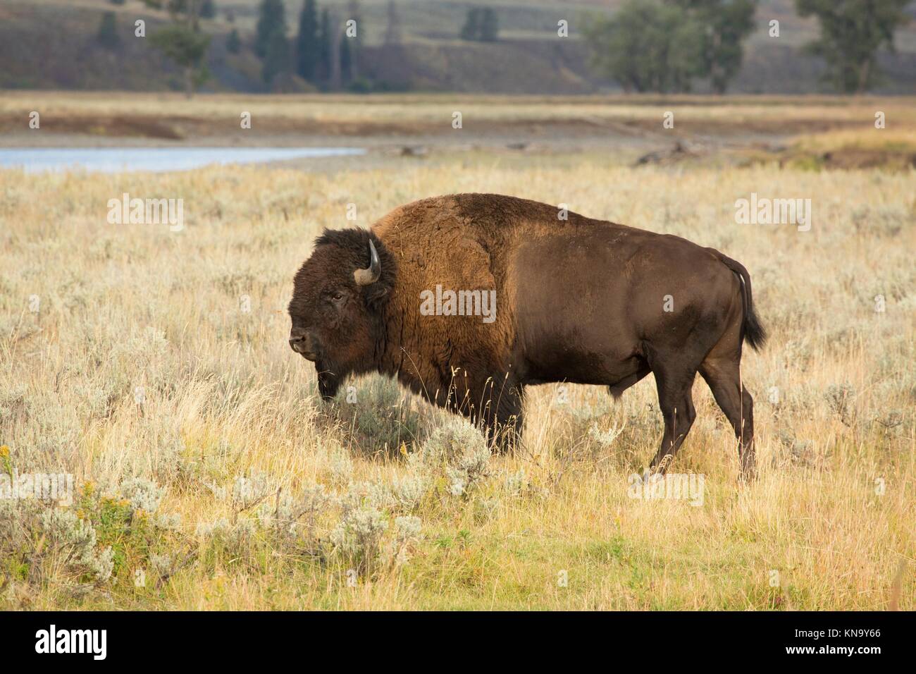 Side view male bison hi-res stock photography and images - Alamy