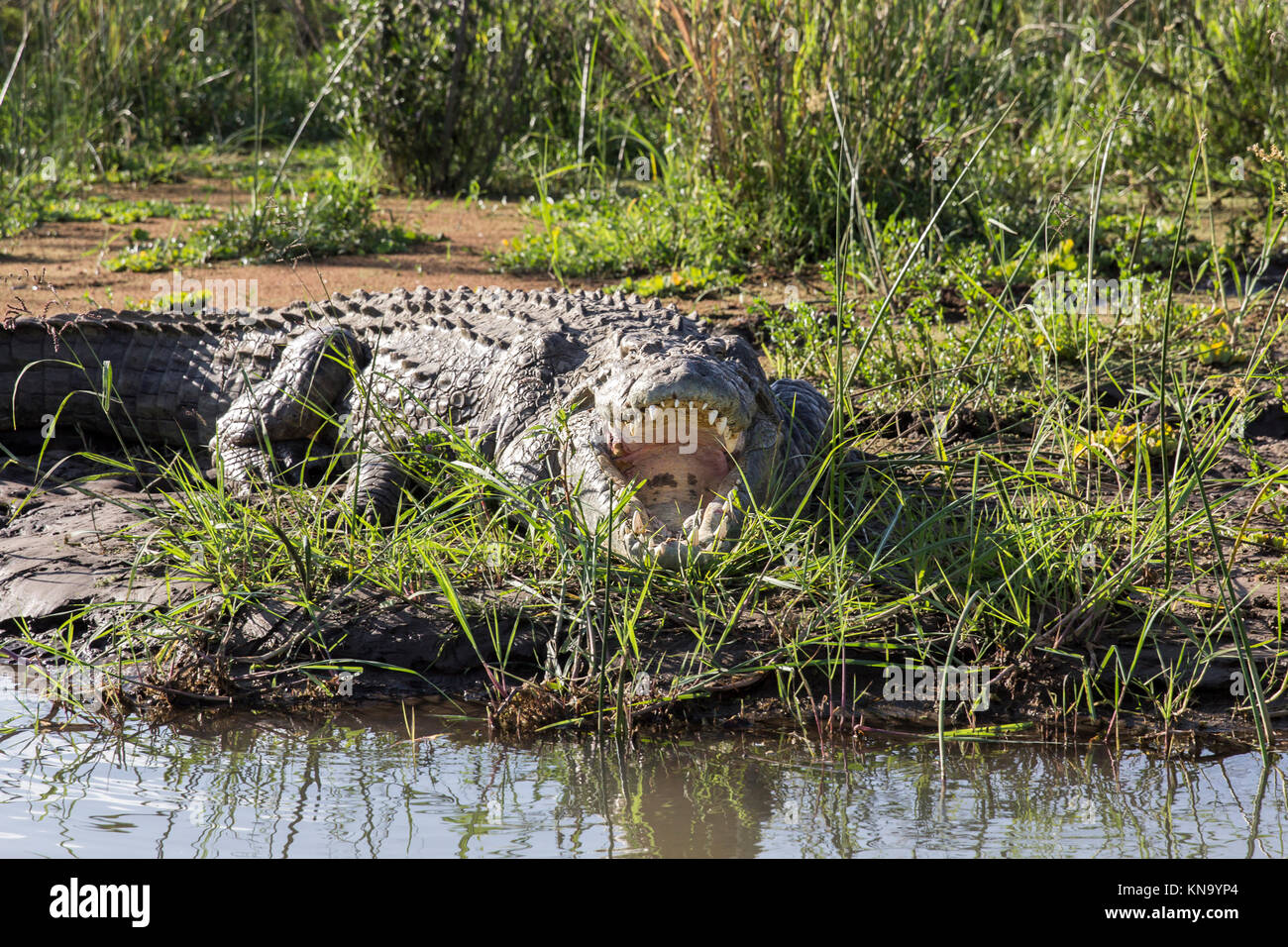 Giant crocodile hi-res stock photography and images - Alamy