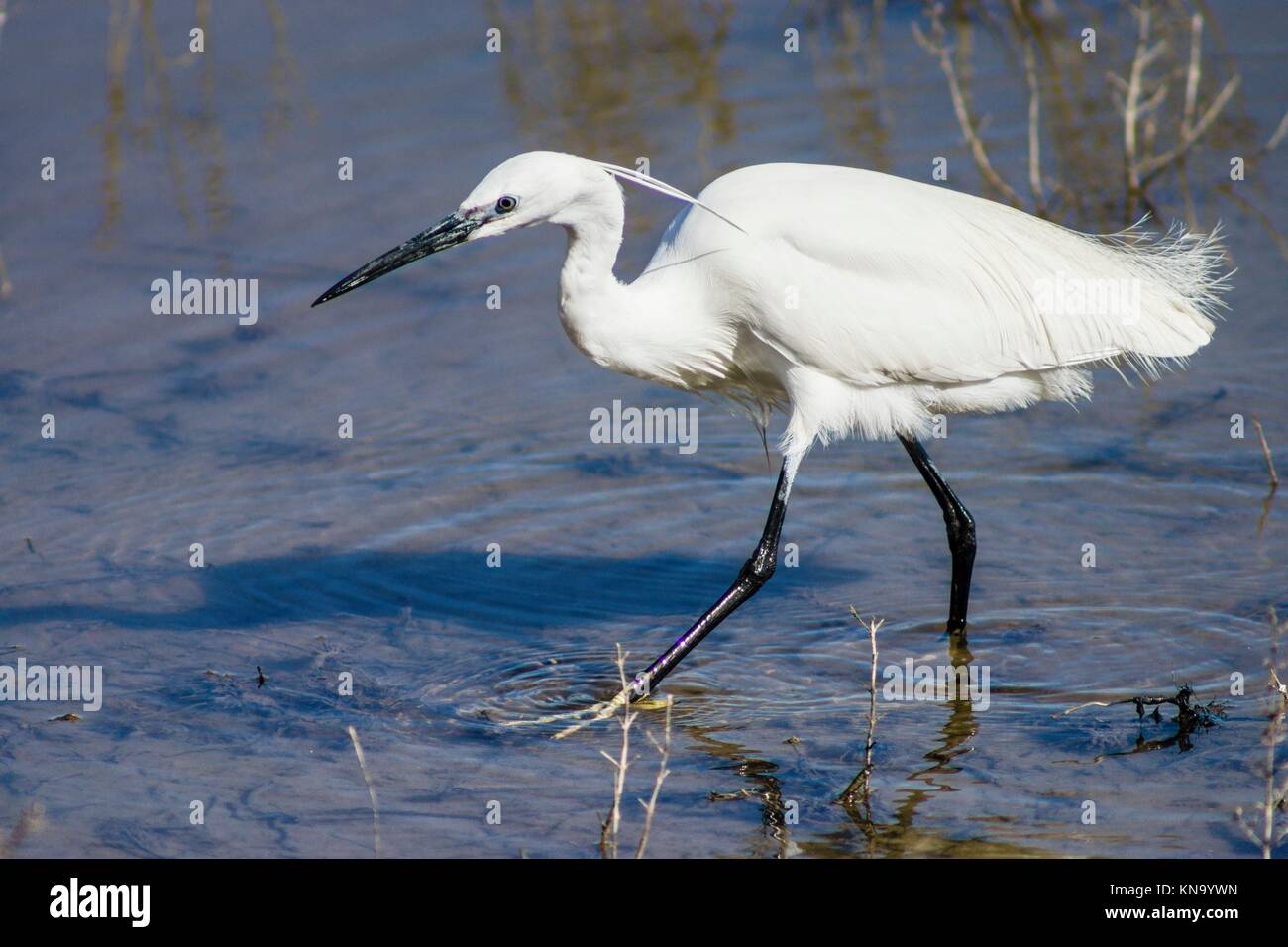 Fauna de mallorca hi-res stock photography and images - Alamy