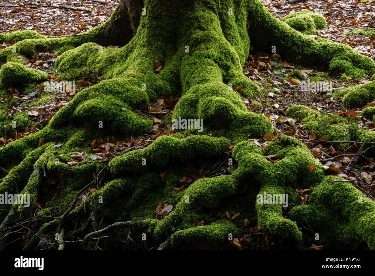 Moss covered tree roots hi-res stock photography and images - Alamy