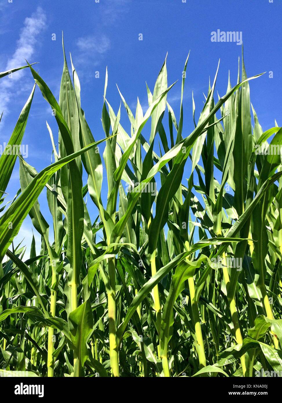 Sky corn hi-res stock photography and images - Alamy