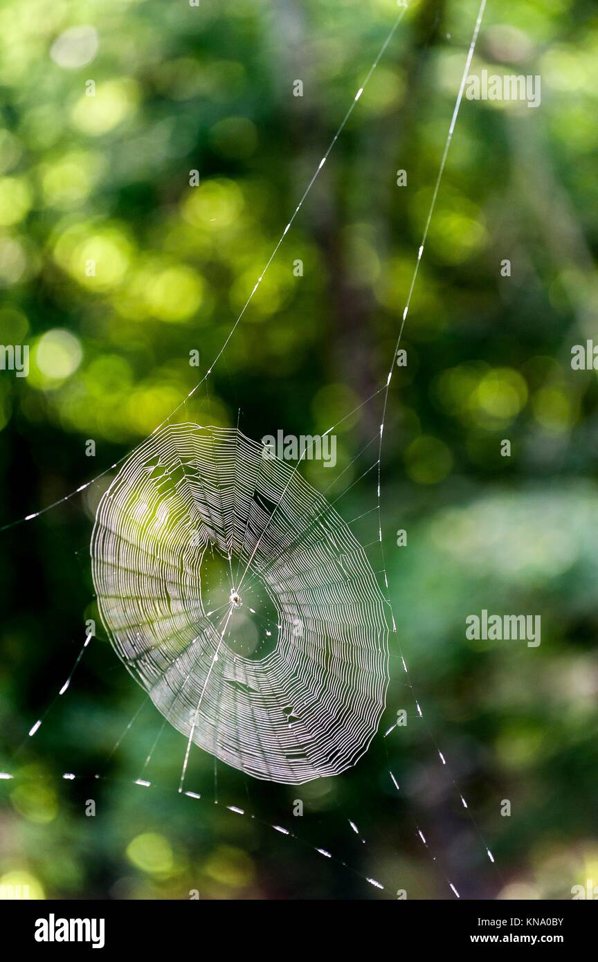 Tensile strength of spider silk hi-res stock photography and images - Alamy
