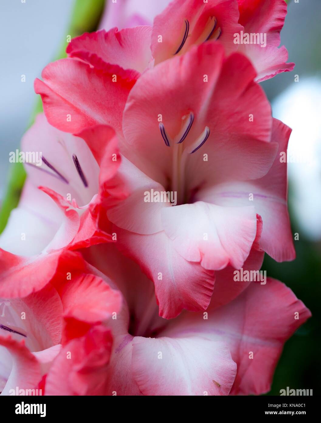 Gladiolus petal hi-res stock photography and images - Alamy