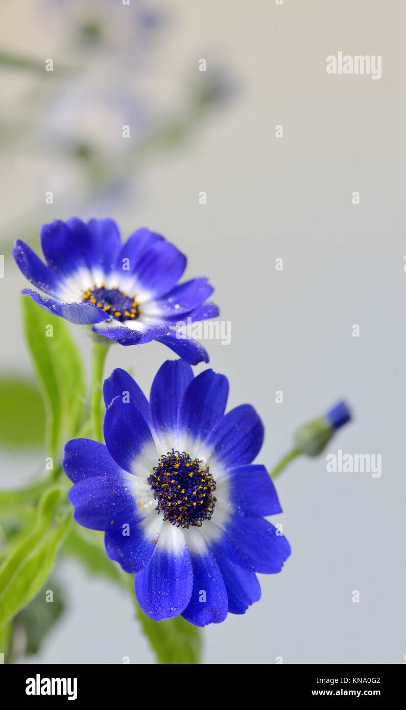 Bunch of cineraria hi-res stock photography and images - Alamy