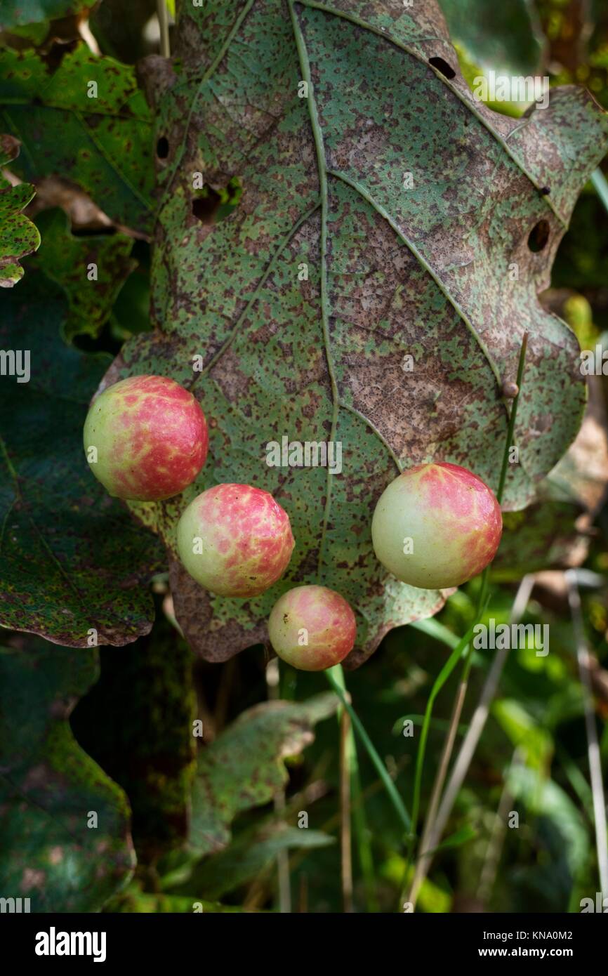 Red gall hi-res stock photography and images - Alamy
