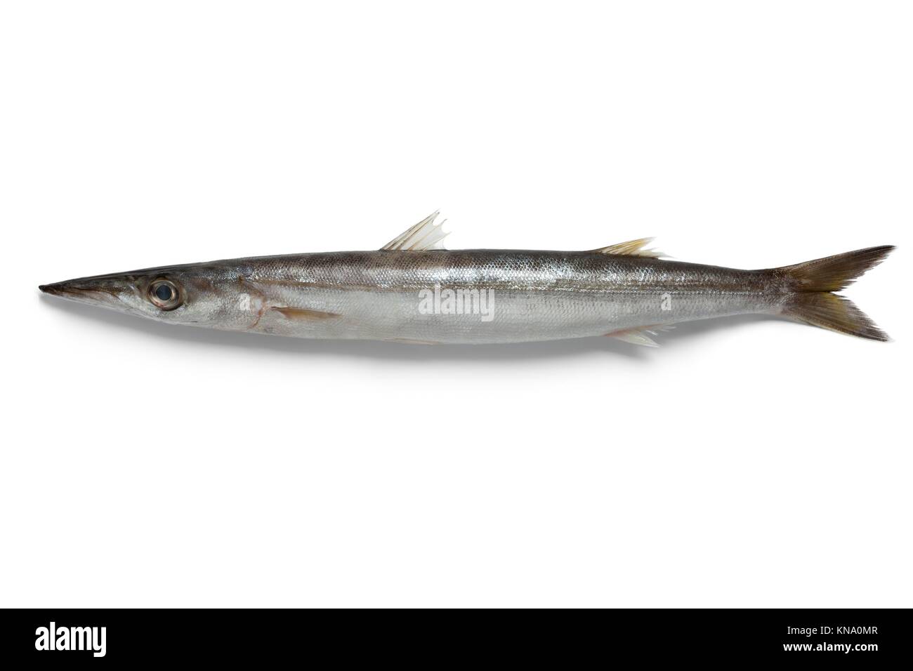One barracuda hi-res stock photography and images - Alamy