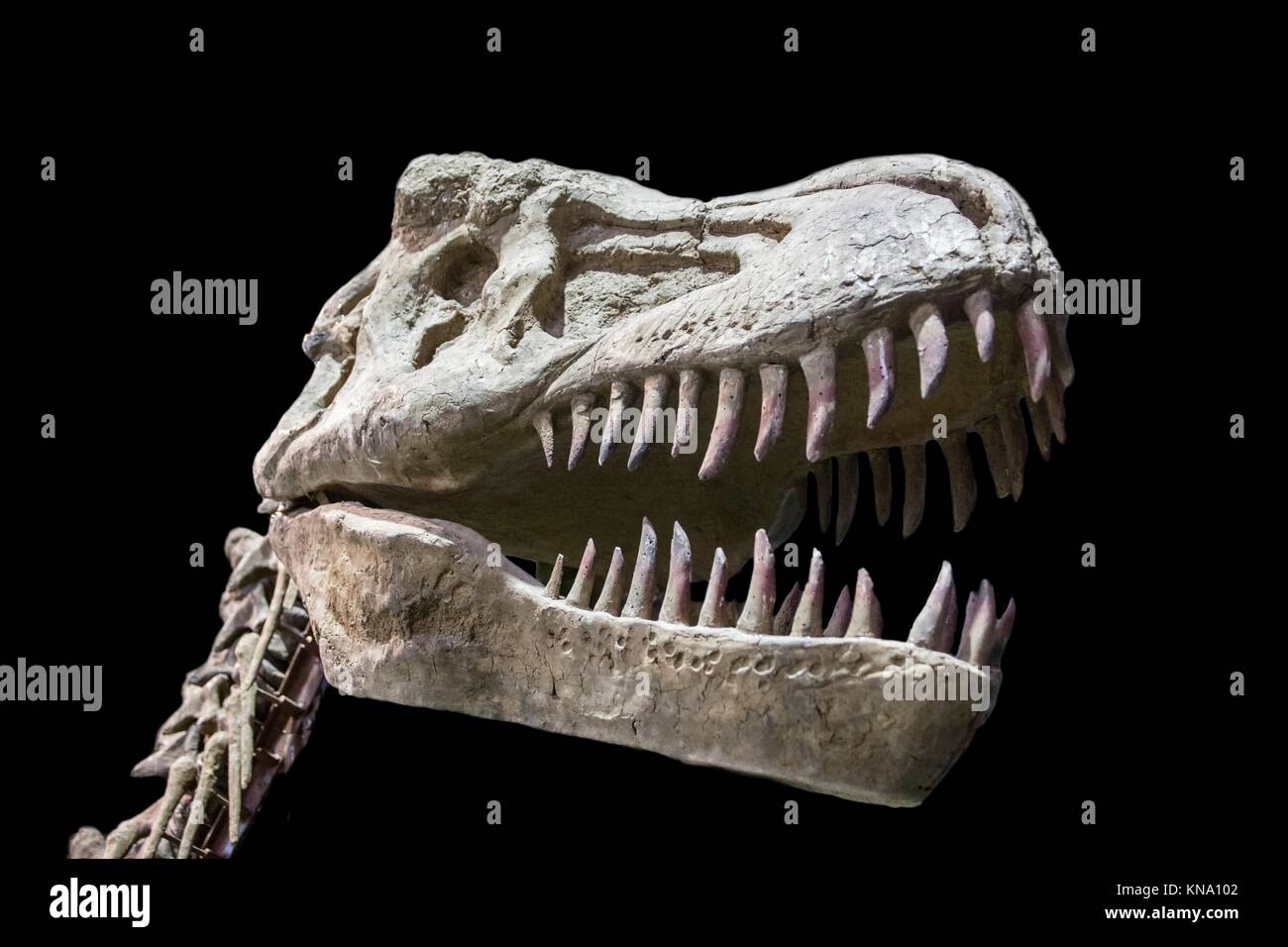 Tyrannosaurus rex tooth hi-res stock photography and images - Alamy