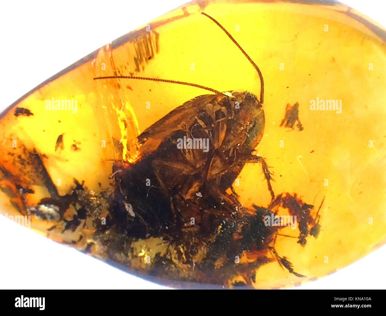 Gem beetle hi-res stock photography and images - Alamy