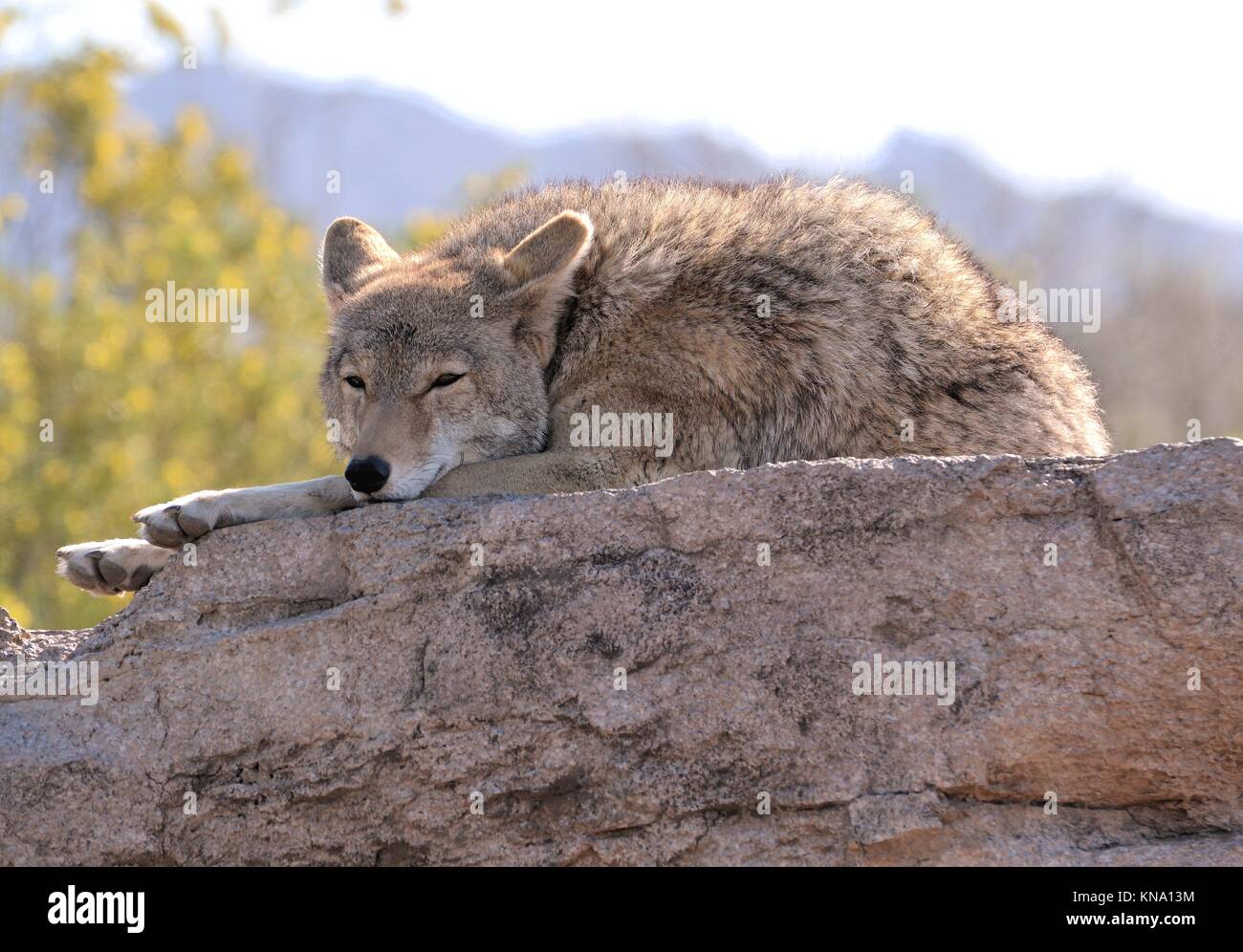 Arizona coyote animal hi-res stock photography and images - Alamy