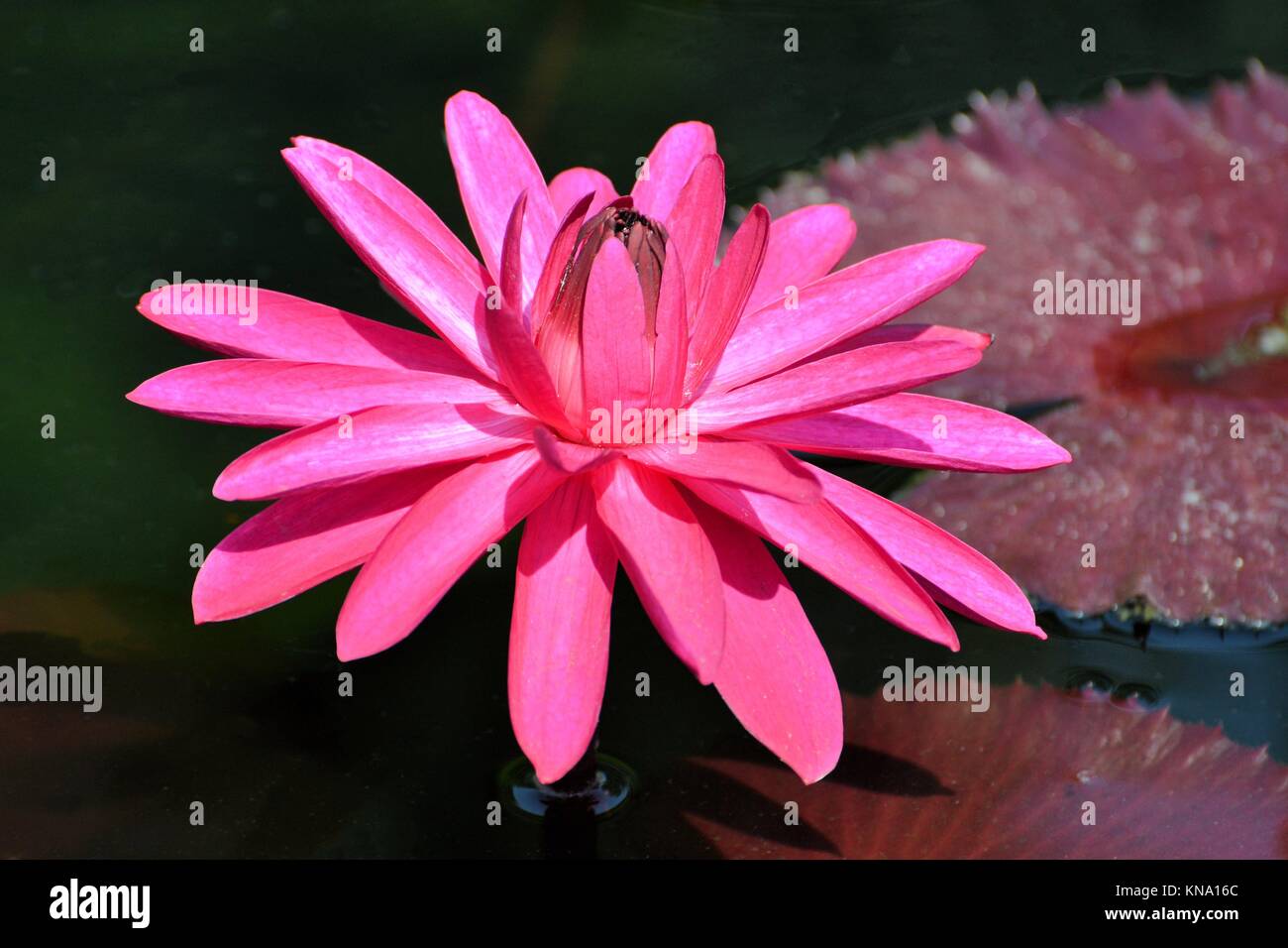 Vivid pink lily hi-res stock photography and images - Alamy