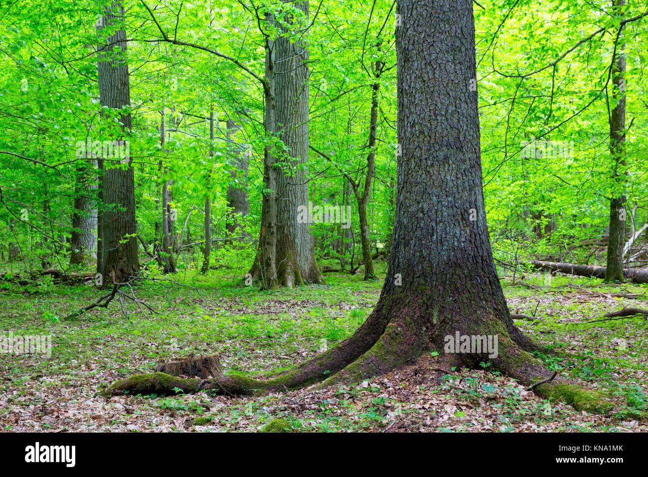 Old spruce forest hi-res stock photography and images - Alamy
