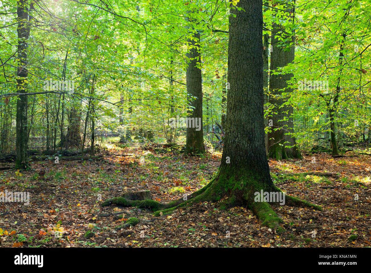 Deciduous forest dry season hi-res stock photography and images - Alamy