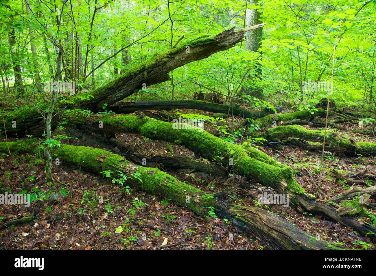 Oak Wilt High Resolution Stock Photography and Images - Alamy