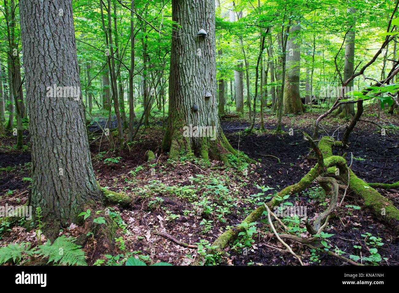 Old Broken Branch Oak Tree High Resolution Stock Photography and Images ...