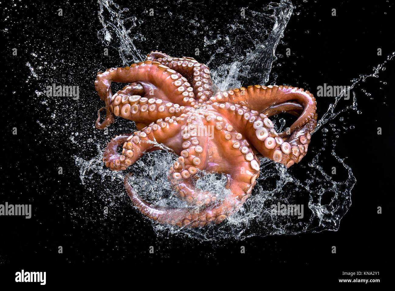 Octopus design hi-res stock photography and images - Alamy
