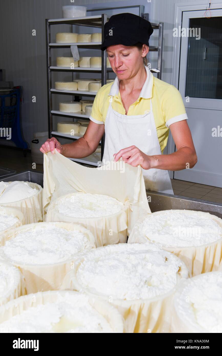 Cheesemaker preparing fresh cheese to divide it into several pieces and ...